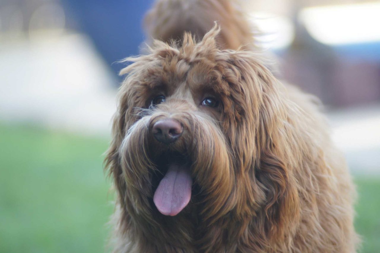 Dallas Labradoodle Breeder: Puppies for Adoption, Male & Female