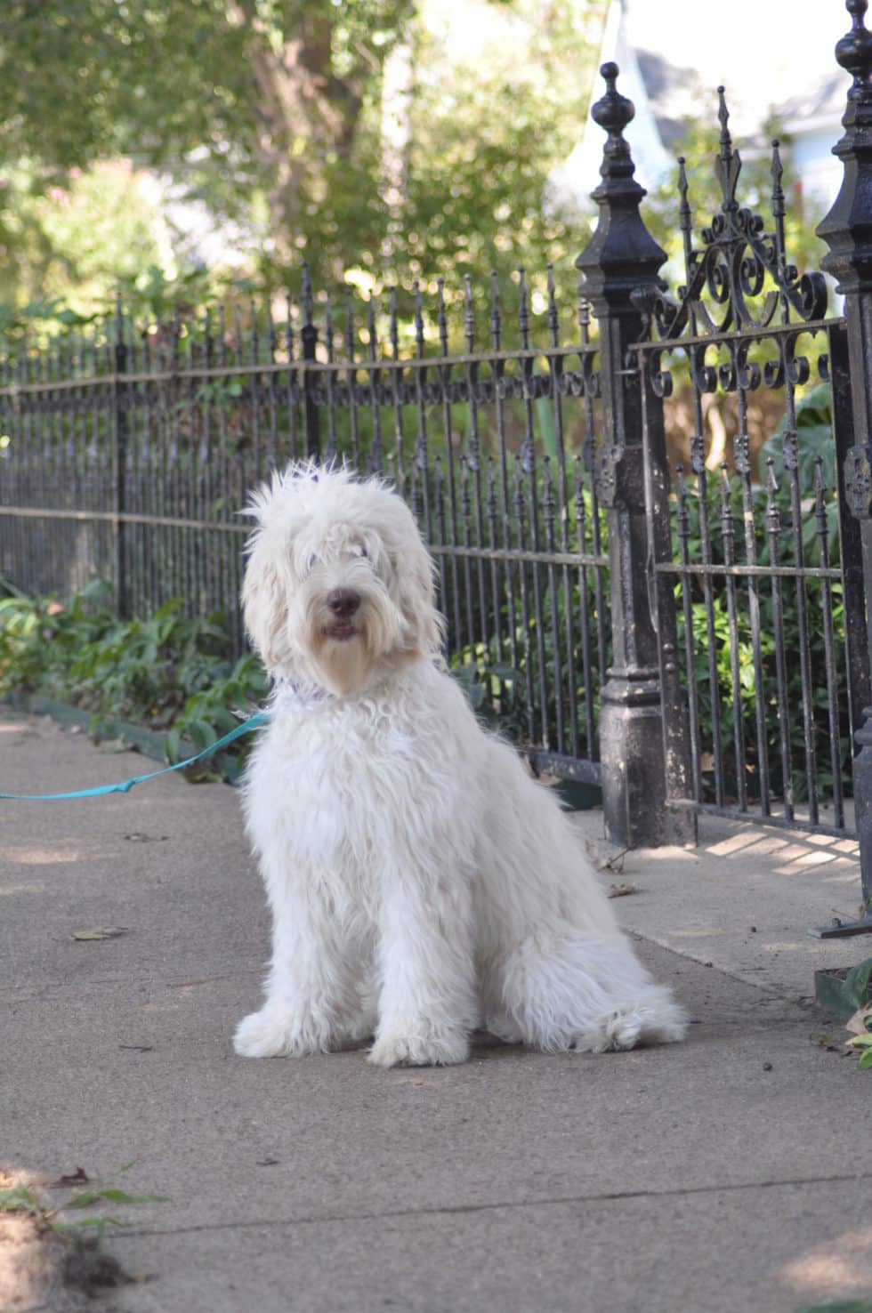 Dallas Australian Labradoodles: Chocolate, White & Mini for Sale