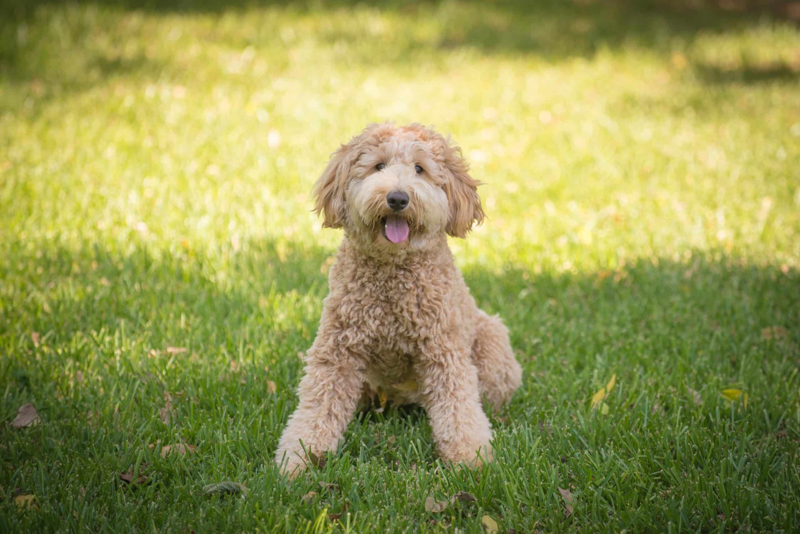 Dallas Labradoodle Breeder: Puppies for Adoption, Male & Female