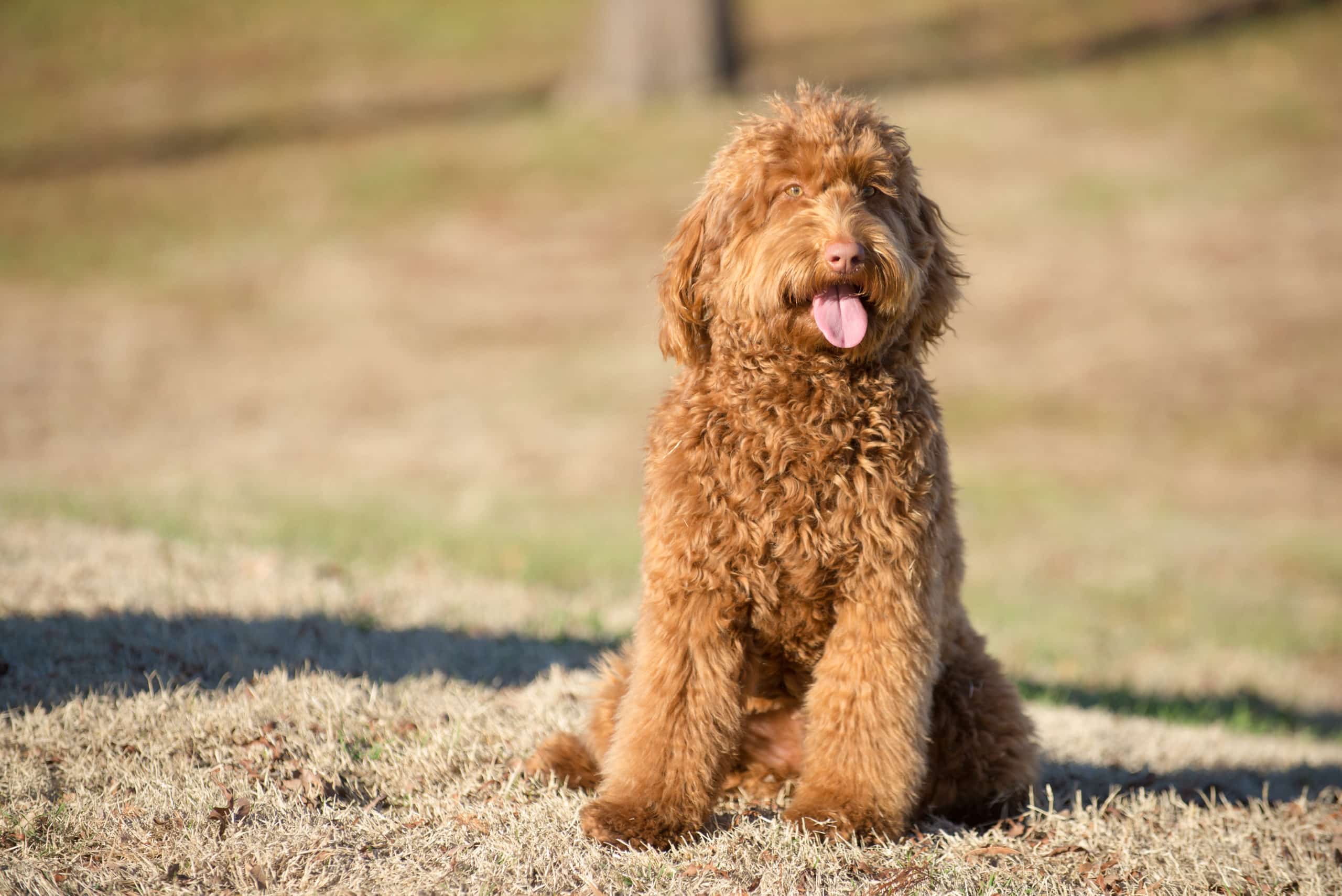 Dallas Labradoodle Breeder: Puppies for Adoption, Male & Female