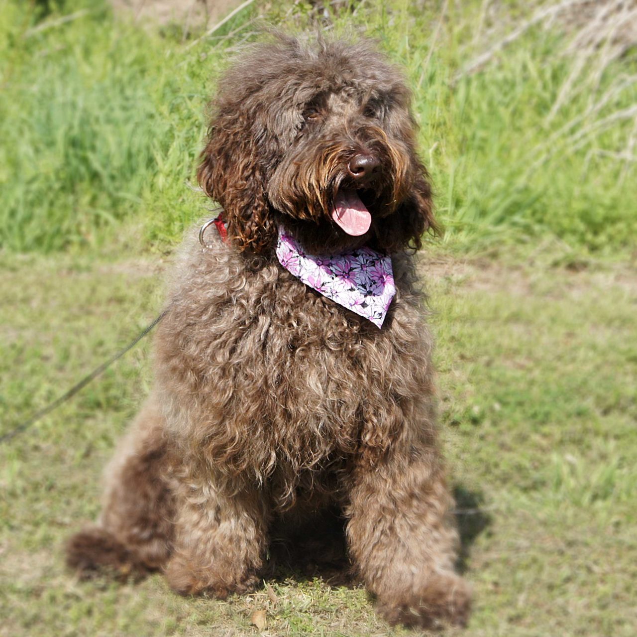 Dallas Multigenerational Australian Labradoodle Puppies for Sale