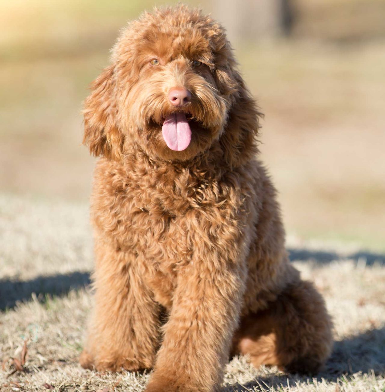 Dallas Labradoodle Puppies For Sale: Breeding & Studs Services