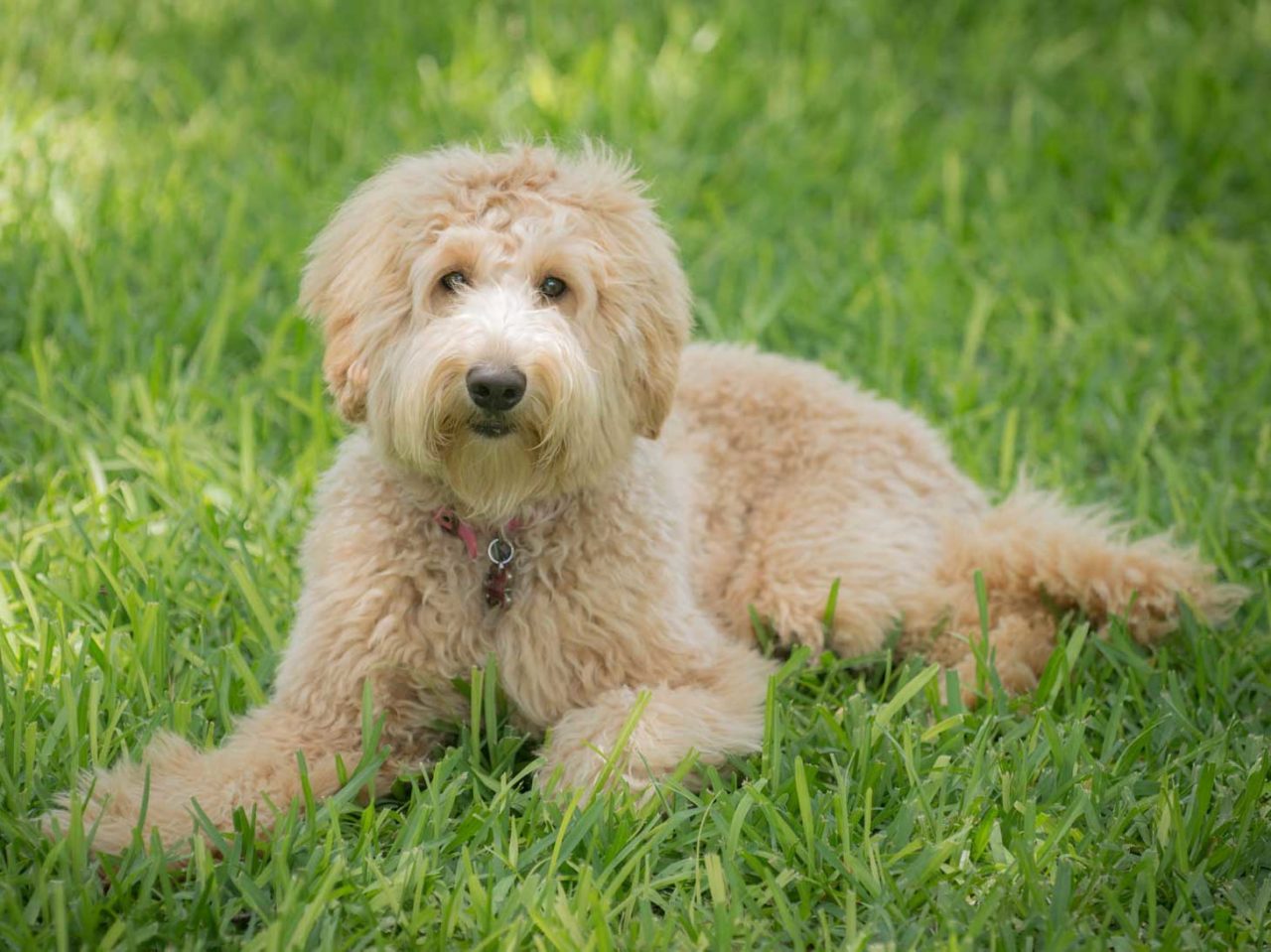 Dallas Labradoodle Puppies For Sale: Breeding & Studs Services